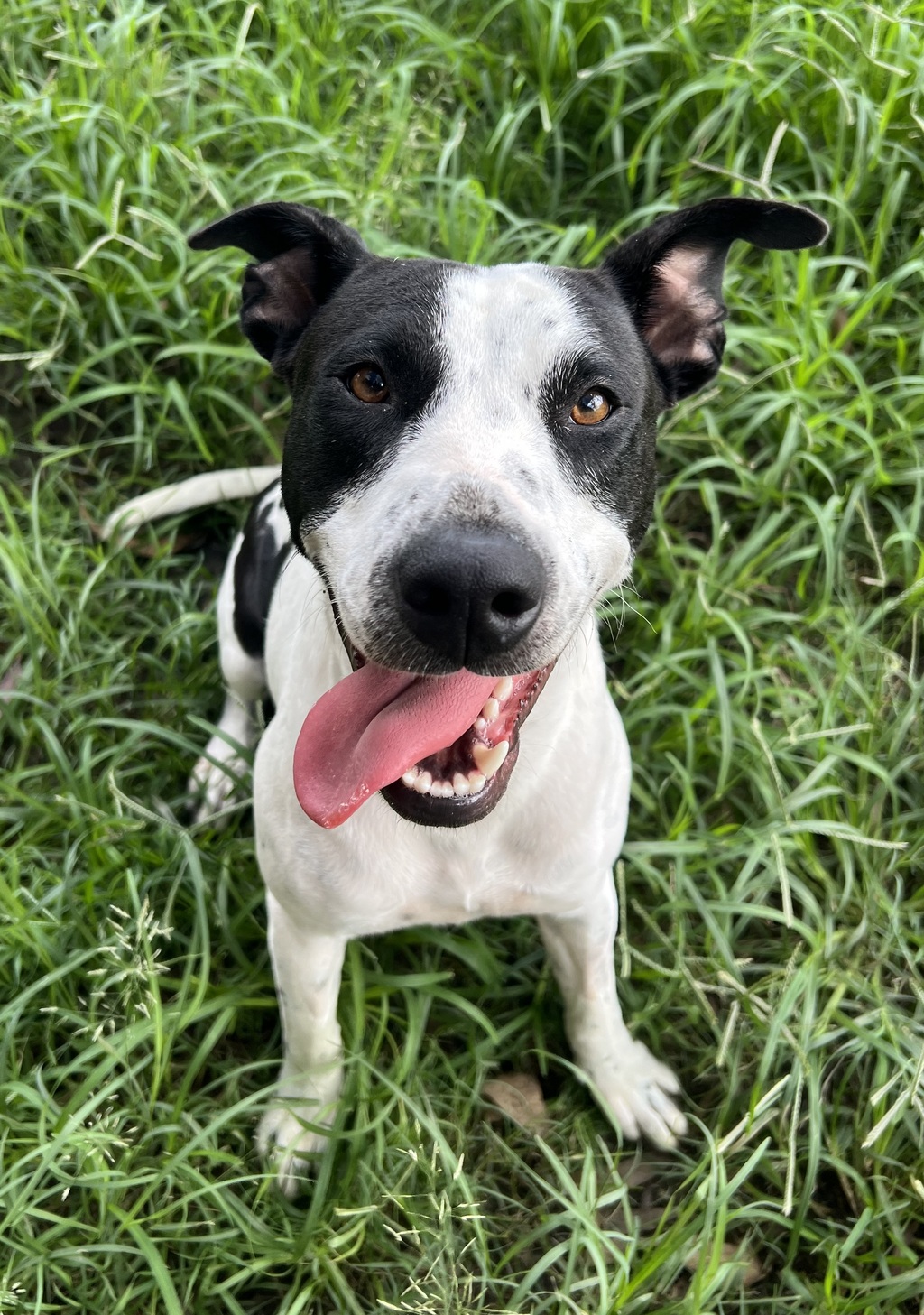 Lady - Medium Female English Staffordshire Bull Terrier Mix Dog in QLD ...