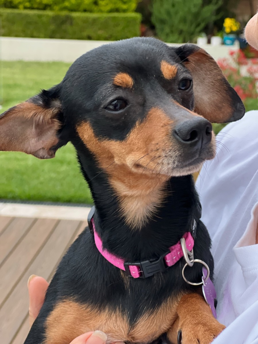 Catalina - Small Female Miniature Pinscher Mix Dog in NSW - PetRescue