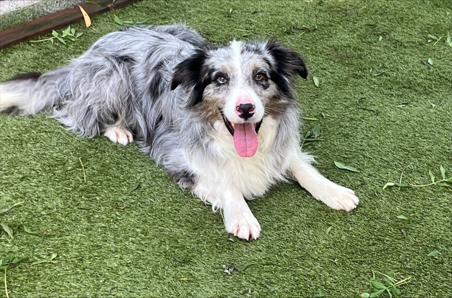Charlie - Medium Male Border Collie Dog in NSW - PetRescue