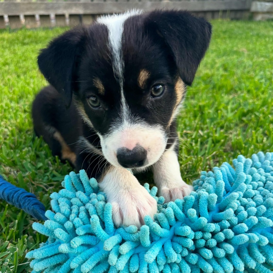 Ada - Medium Female Border Collie x Australian Cattle Dog x Australian ...
