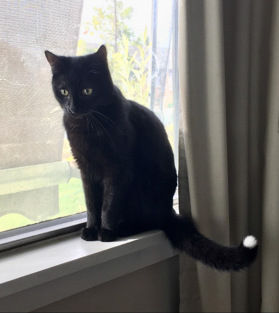 Alulah - Female Manx Cat in VIC - PetRescue