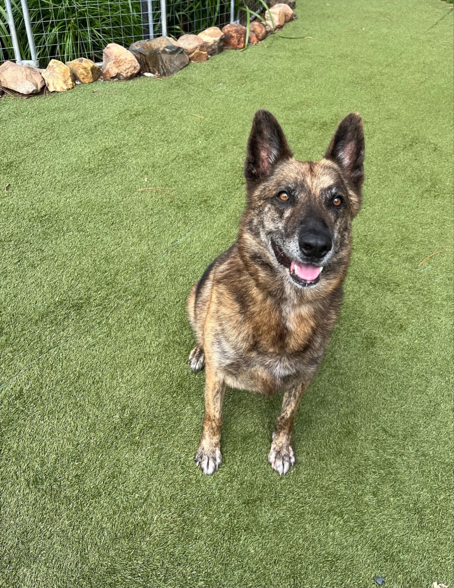 FuFu - Large Male Dutch Shepherd Mix Dog in NSW - PetRescue