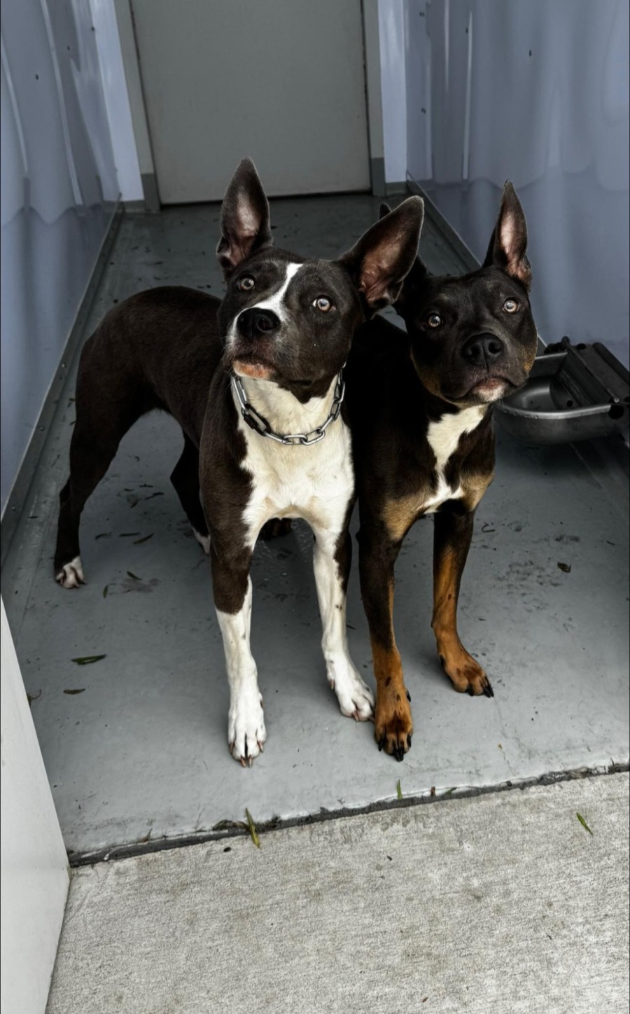 Thelma - Medium Female Staffordshire Bull Terrier Mix Dog in NSW - PetRescue