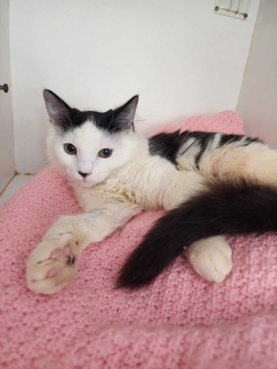 Chowder and Pea - Female Domestic Medium Hair (DMH) Cat in VIC - PetRescue
