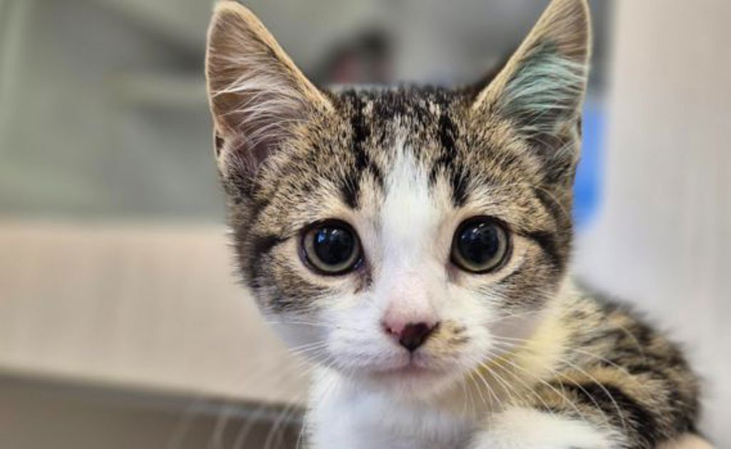 Kippy - Male Domestic Short Hair Mix Cat in VIC - PetRescue
