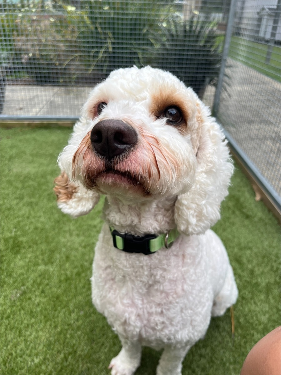 Murphy - Medium Male Poodle Mix Dog in NSW - PetRescue