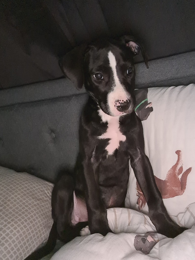 Jezzy - Small Female Bull Arab Mix Dog in QLD - PetRescue