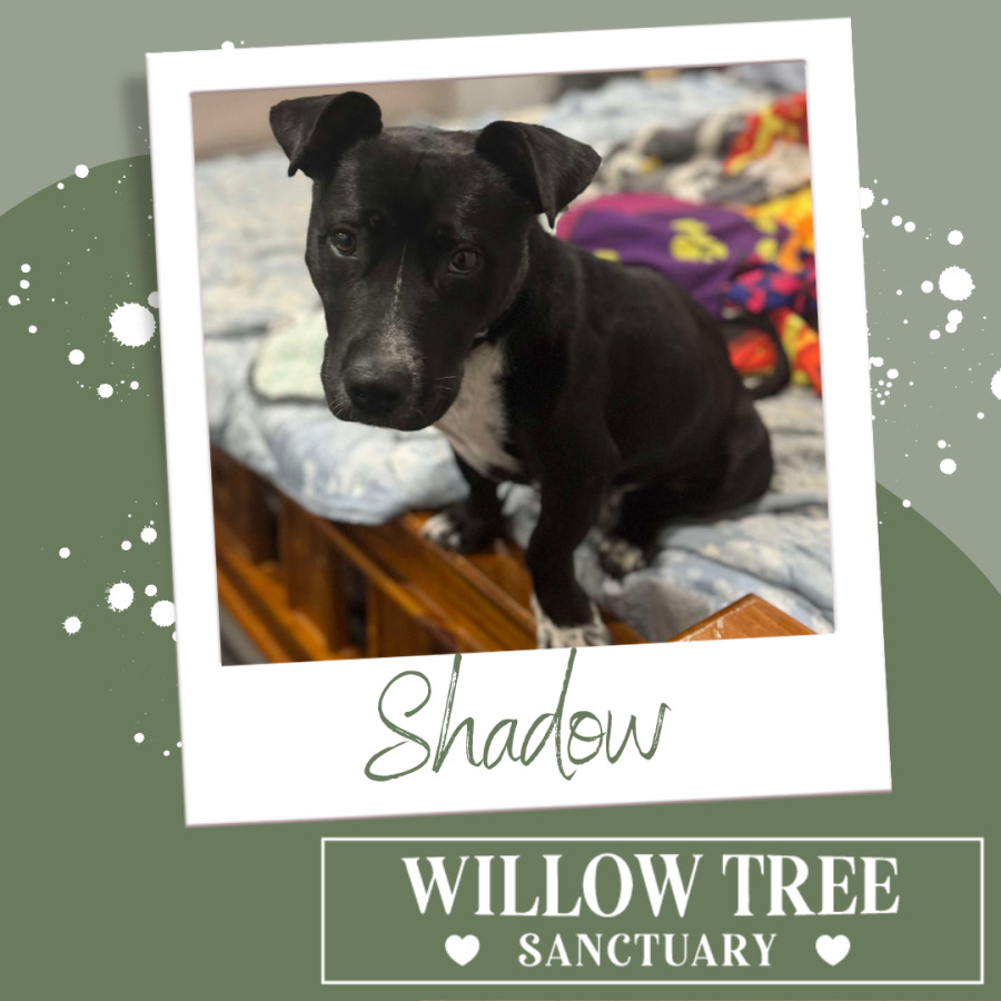 Shadow - Small Male Staffordshire Bull Terrier Mix Dog in NSW - PetRescue