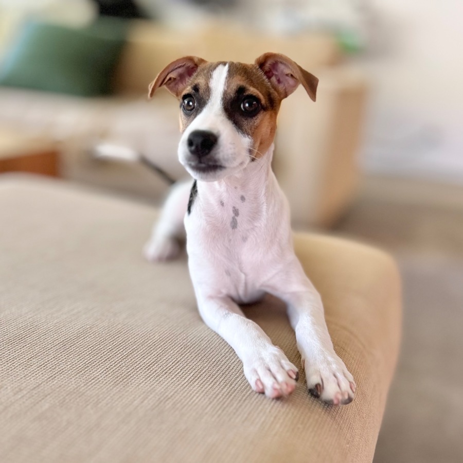 Malachite - Small Male Fox Terrier (Miniature) Dog in VIC - PetRescue