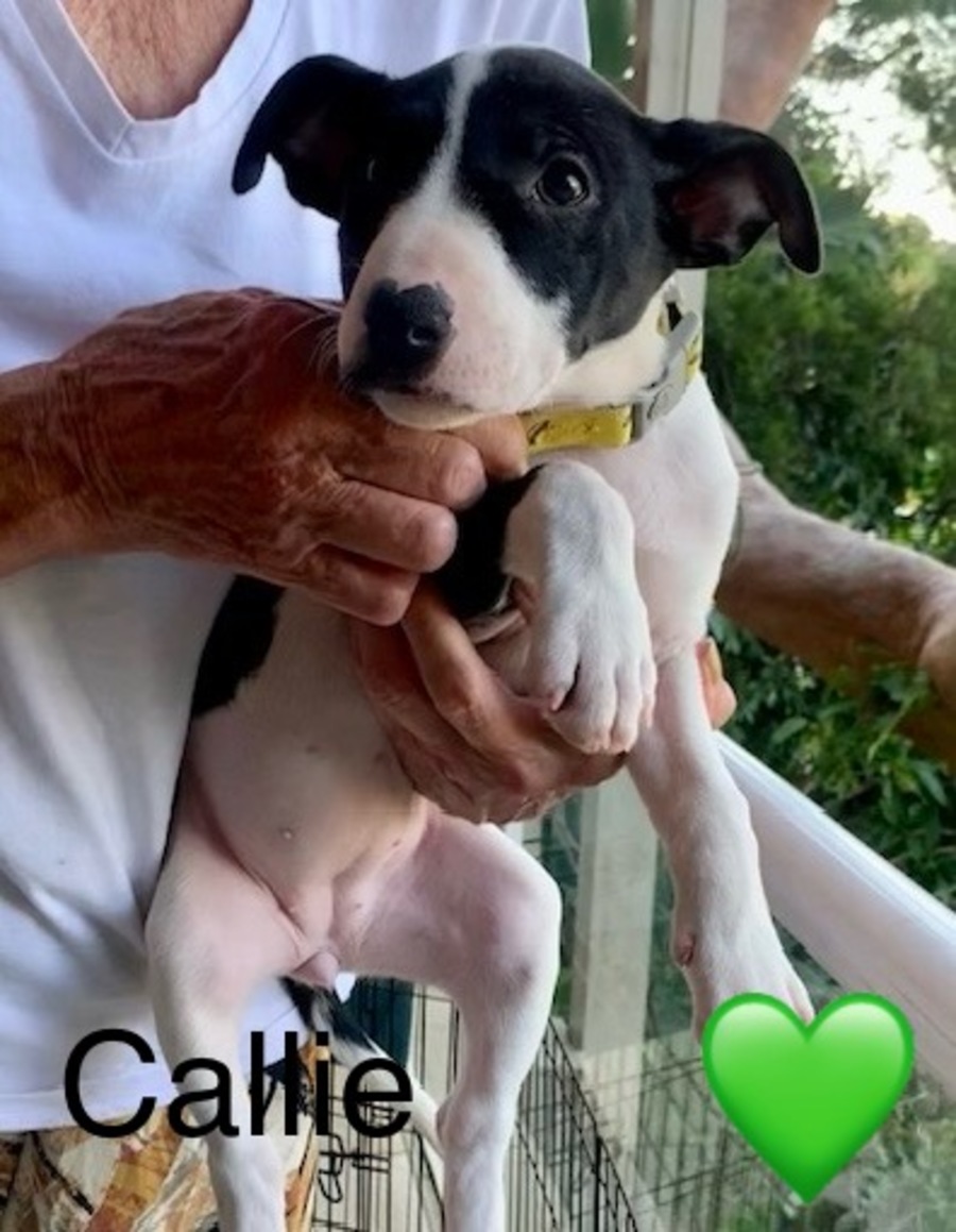 Callie - Medium Female Australian Kelpie x Bull Terrier Mix Dog in NSW - PetRescue