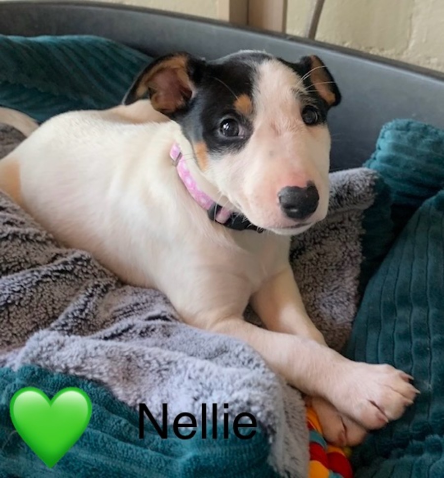 Nellie - Medium Female Australian Kelpie x Bull Terrier Mix Dog in NSW - PetRescue
