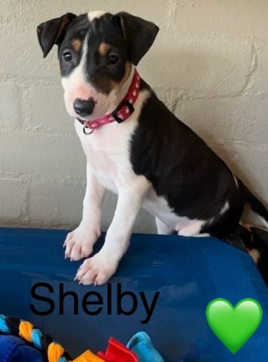 Shelby - Medium Female Australian Kelpie x Bull Terrier Mix Dog in NSW - PetRescue