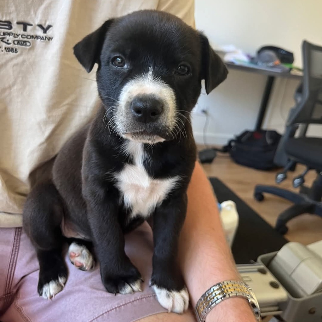 Rumba - Medium Female Staffordshire Bull Terrier Mix Dog in WA - PetRescue