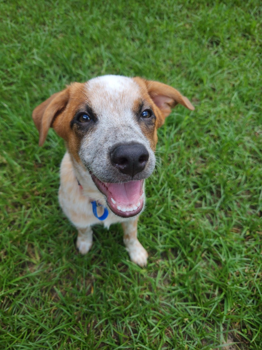 Miele - Medium Male Australian Cattle Dog Mix Dog in QLD - PetRescue