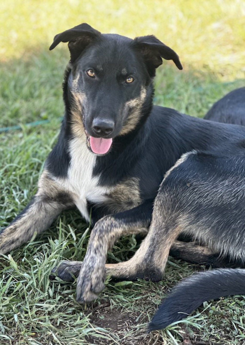 Hector - Medium Male Kelpie Dog in NSW - PetRescue