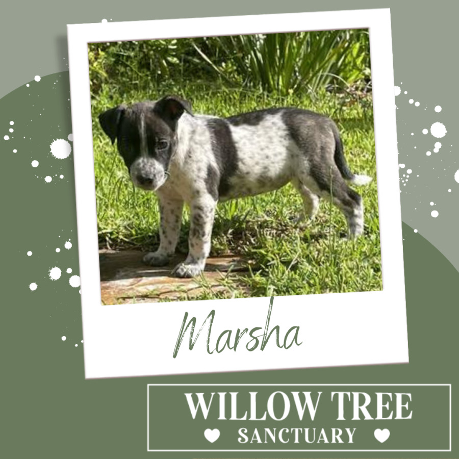 Marsha - Medium Female Australian Cattle Dog Mix Dog in NSW - PetRescue