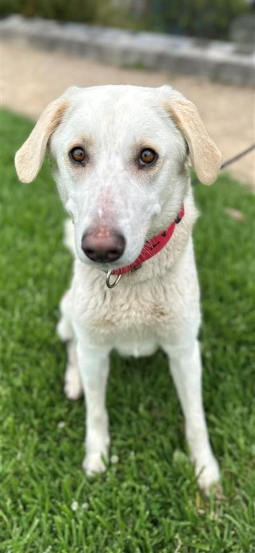 Henry - Large Male Labrador x Maremma Sheepdog Mix Dog in VIC - PetRescue