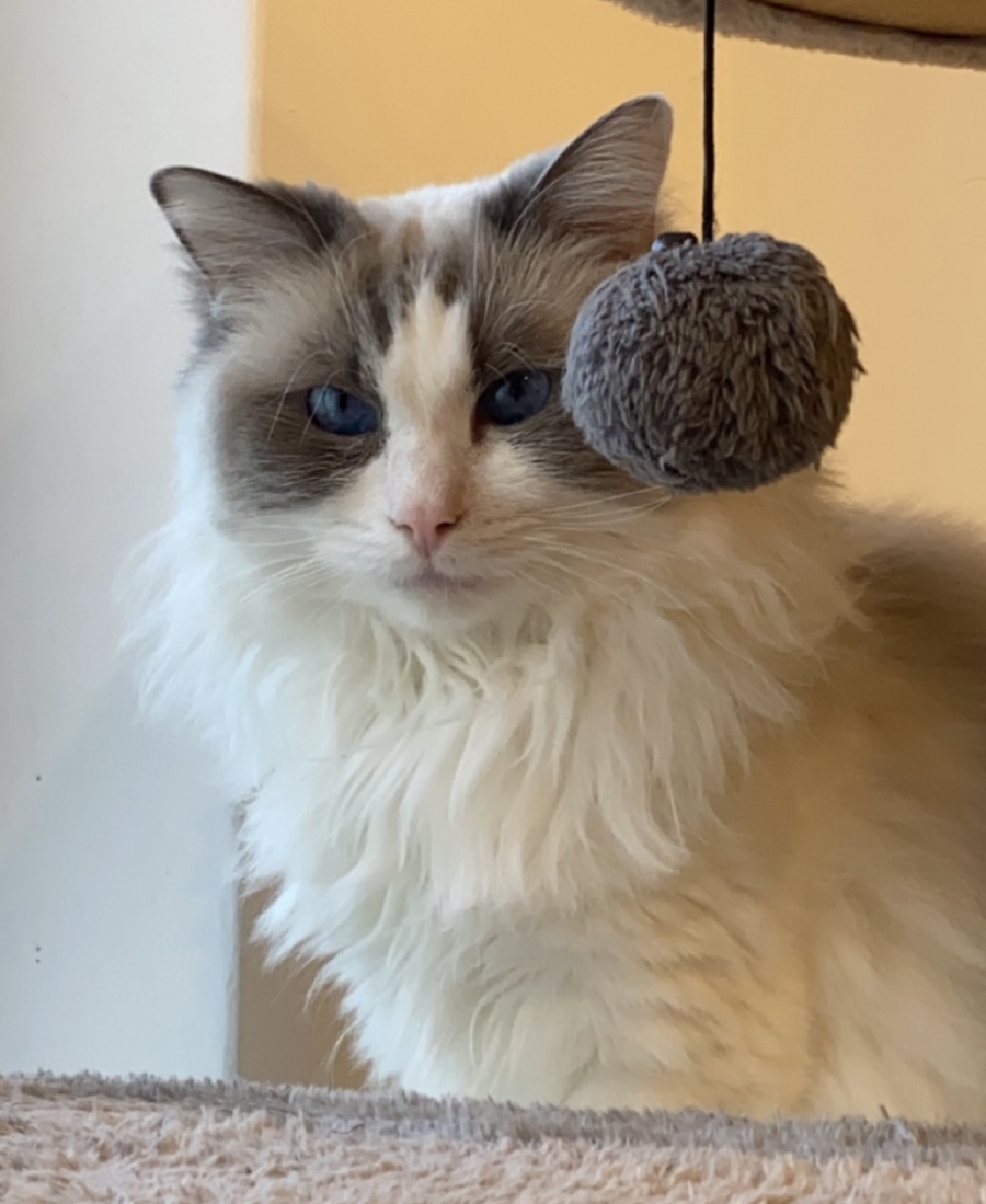 Nelly - Female Ragdoll Mix Cat in VIC - PetRescue