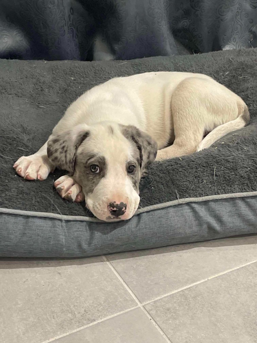 Bowser - Large Male Alaskan Malamute x Labrador Retriever Mix Dog in ...