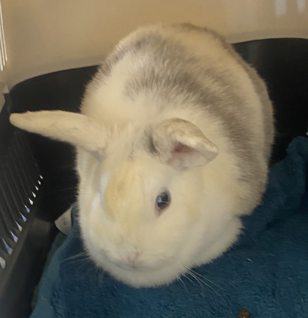 Bluebell - Female Bunny Rabbit Mix Rabbit in VIC - PetRescue