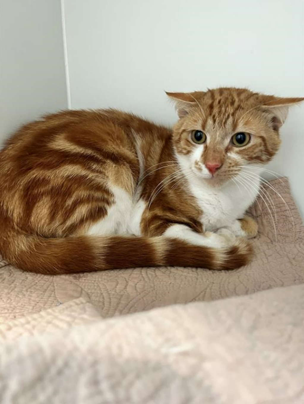 Chester - Male Domestic Short Hair Mix Cat in VIC - PetRescue
