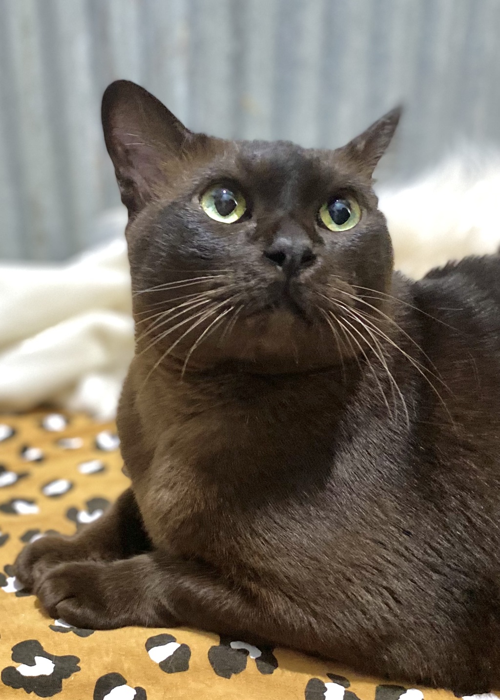 Sebastian - Male Burmese Mix Cat in QLD - PetRescue