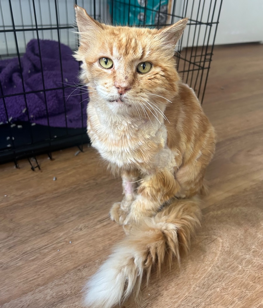 Harry - Male Domestic Long Hair (DLH) Cat in VIC - PetRescue