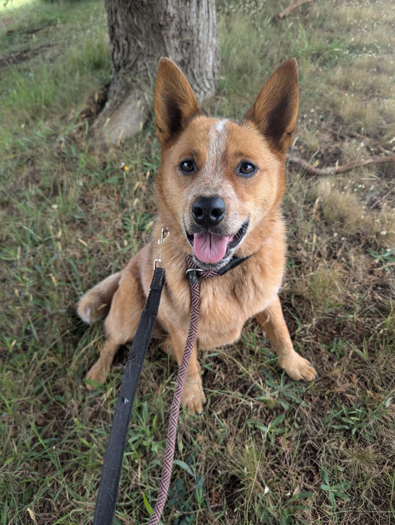 Cooper - Medium Male Mixed Breed x Mixed breed Dog in VIC - PetRescue