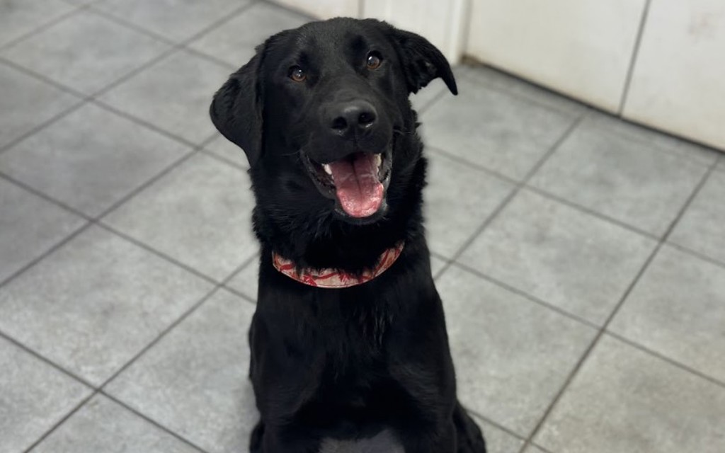 Harry - Large Male Labrador Mix Dog in VIC - PetRescue