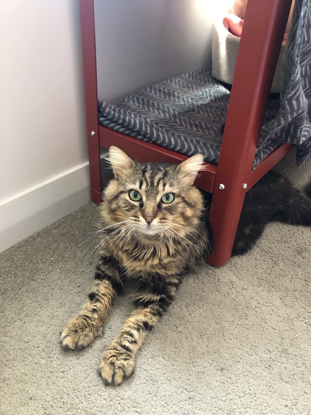 Nick Dagger - Male Domestic Medium Hair Mix Cat in WA - PetRescue