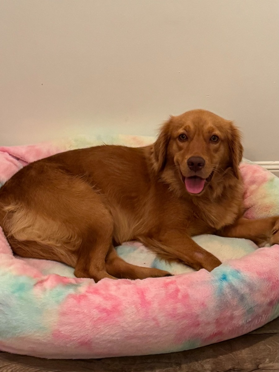 Hazel - Medium Female Golden Retriever Dog in QLD - PetRescue