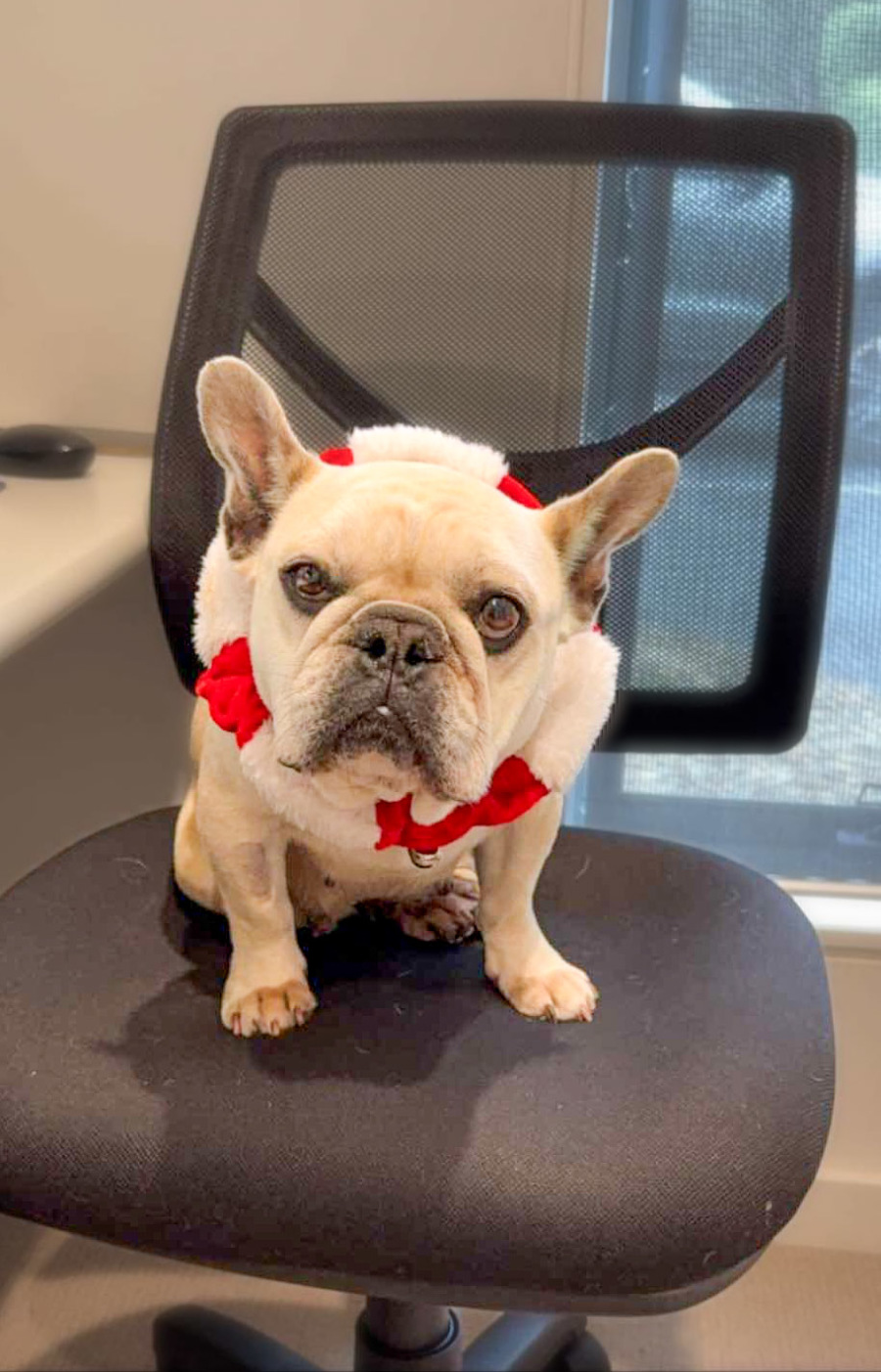 Dolly French - Small Female French Bulldog Dog in VIC - PetRescue