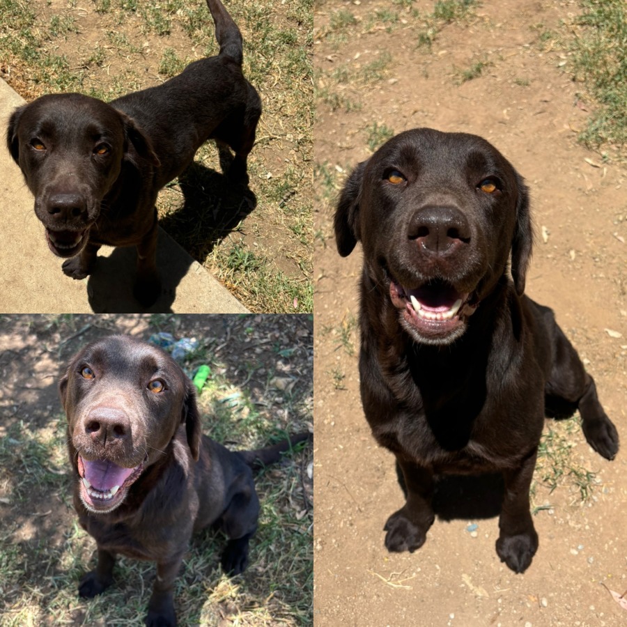Morena - Large Female Labrador Retriever Dog in VIC - PetRescue