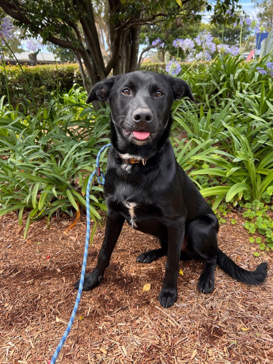 Luka - Medium Male Australian Kelpie x Labrador Retriever Dog in NSW ...