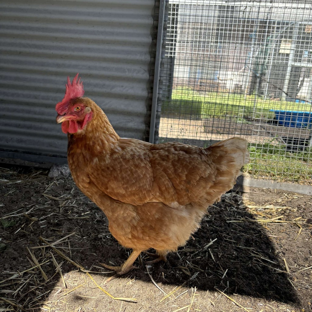 Alexa - Female Chicken Mix Chicken in WA - PetRescue
