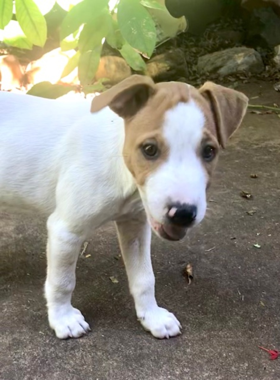 Topaz - Medium Female Australian Cattle Dog Mix Dog in QLD - PetRescue