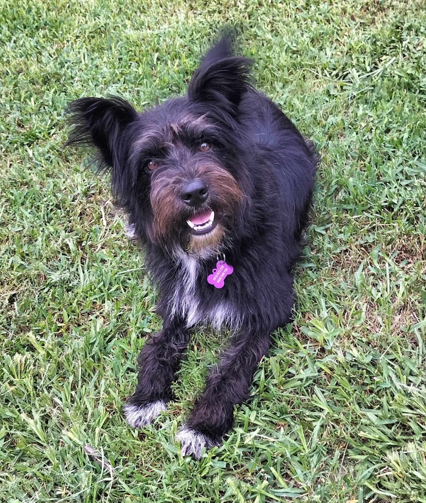 Tilly - Small Female Mixed breed Mix Dog in QLD - PetRescue