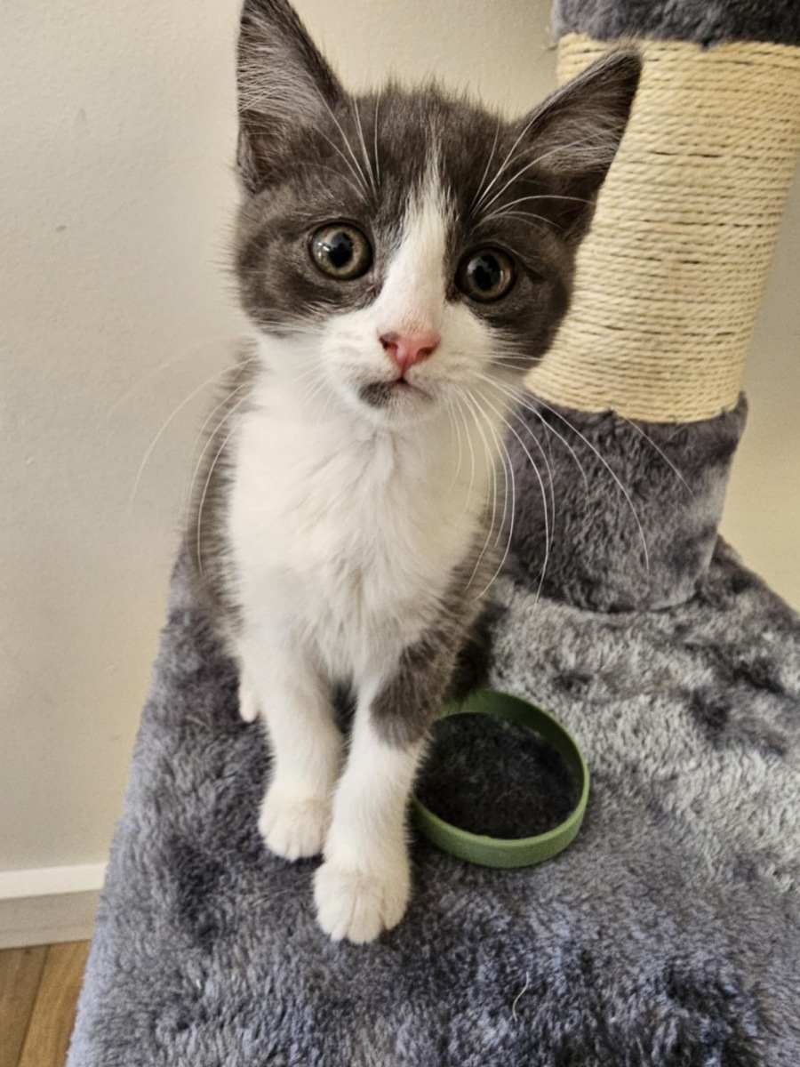 Penny - Female Domestic Short Hair (DSH) Cat in VIC - PetRescue