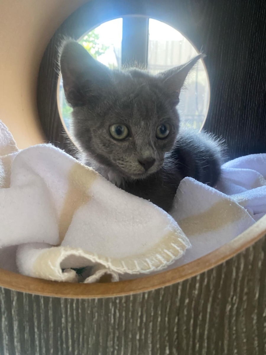 Kaycee - Female Domestic Short Hair (DSH) Cat in VIC - PetRescue