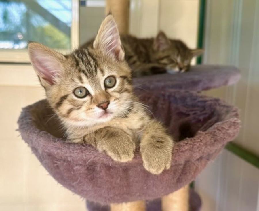 Noelle - Female Domestic Long Hair (DLH) Cat in VIC - PetRescue