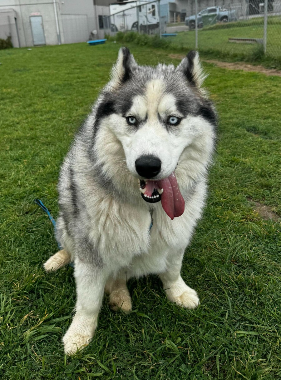 Iko (64326) - Large Male Siberian Husky Dog in VIC - PetRescue