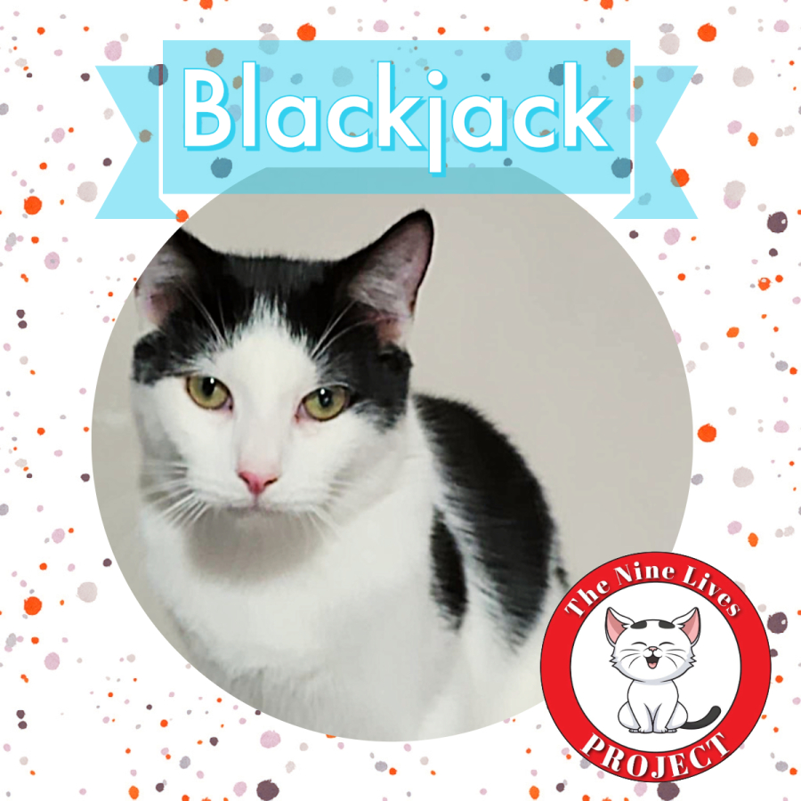 Blackjack *9 Lives Project Rescue* - Male Domestic Short Hair (DSH) Cat ...