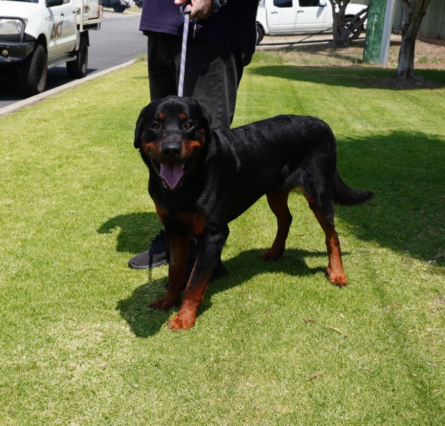 Buddy - Large Male Rottweiler Dog in WA - PetRescue