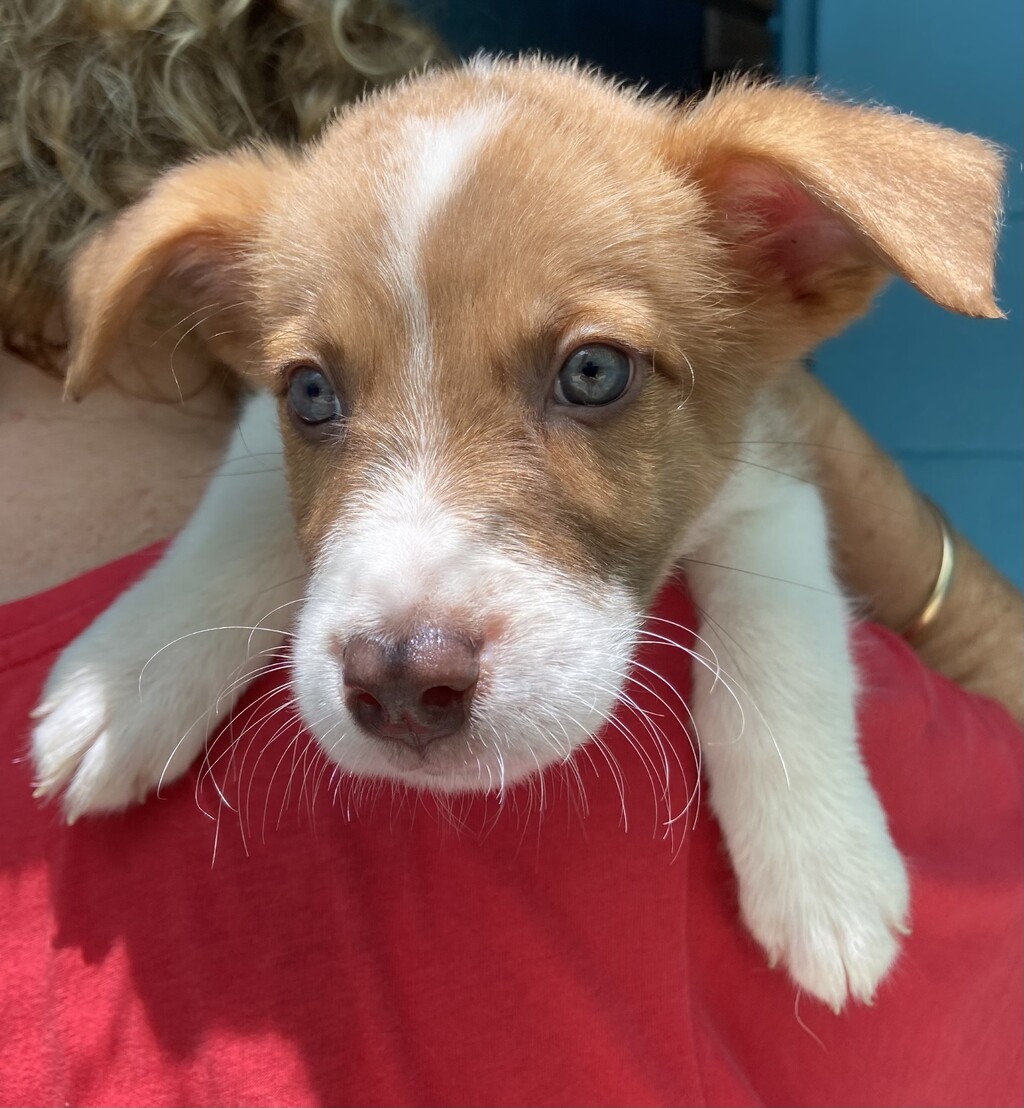 Arlo - Medium Male Border Collie Mix Dog in QLD - PetRescue