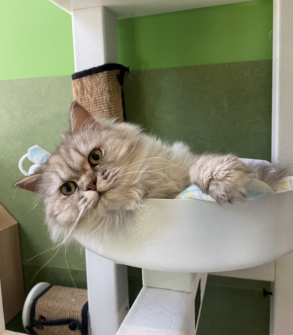 Bertha - Female Persian Mix Cat in VIC - PetRescue