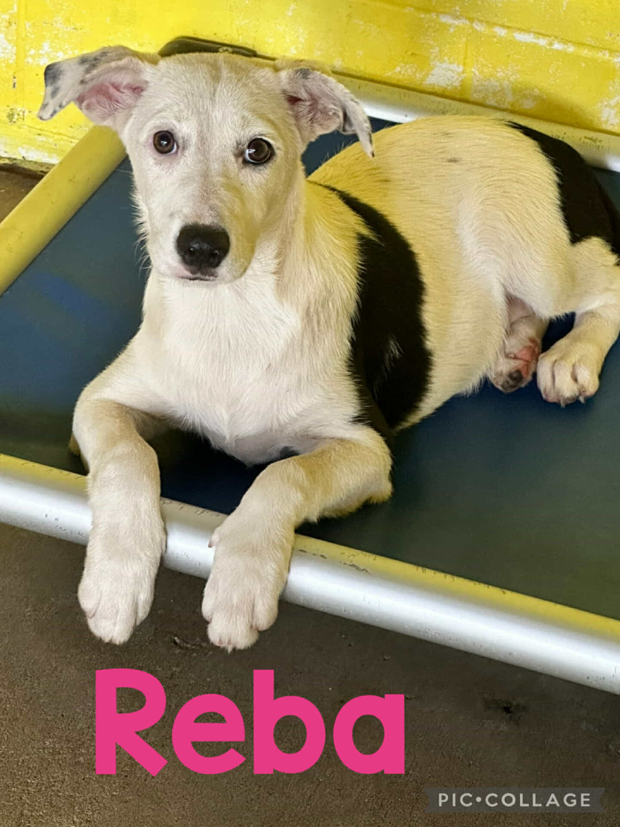 Reba - Medium Female Border Collie Dog in QLD - PetRescue