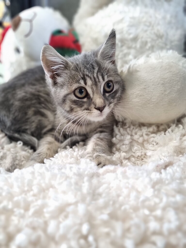 Nicholas - Male Domestic Short Hair Mix Cat in QLD - PetRescue