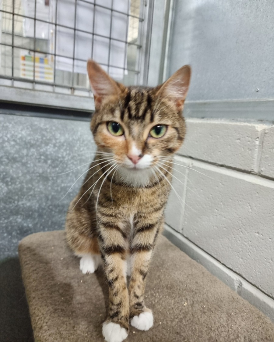 Marble - Female Domestic Short Hair (DSH) Cat in VIC - PetRescue