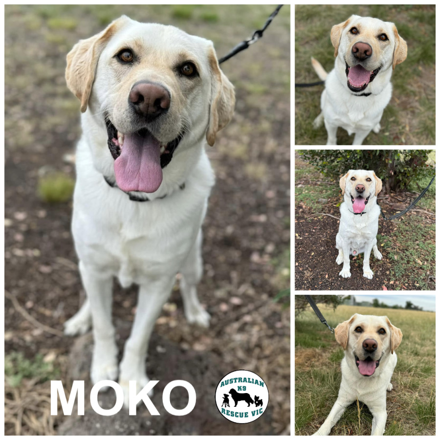 Moko - Medium Male Labrador Retriever Dog in VIC - PetRescue