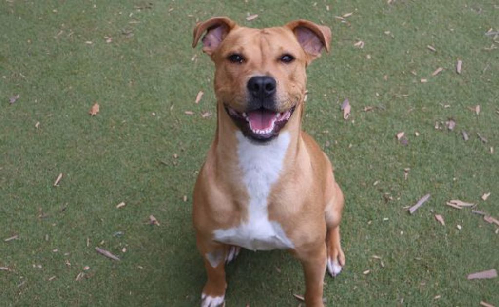 Skylar - Large Female Staffy Mix Dog in VIC - PetRescue